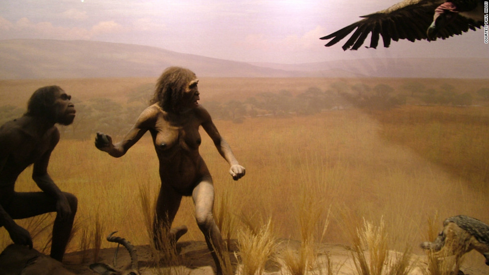 Evolution At The American Museum Of Natural History