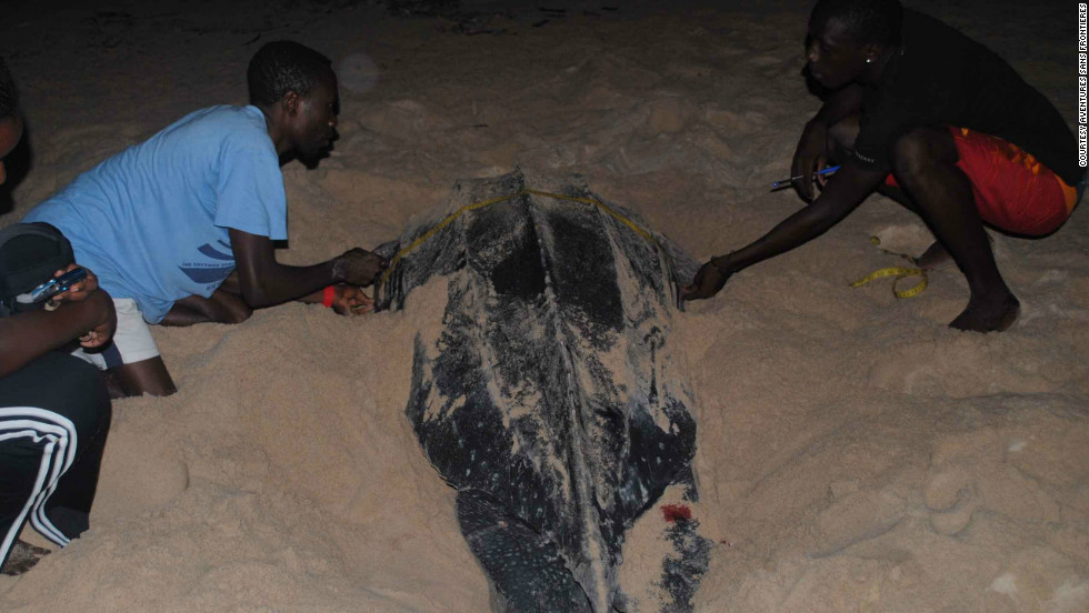 Race to save the leatherback turtle - CNN