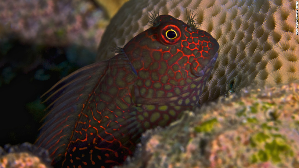 Stunning undersea panoramas now on Google Street View - CNN