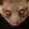 Olinguito the newest rare mammal species discovery - CNN