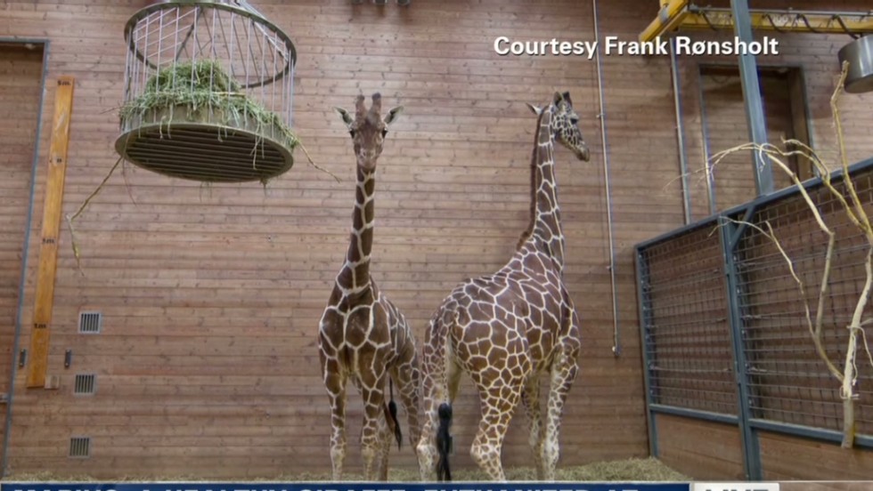 Copenhagen Zoo kills 4 lions, weeks after shooting giraffe - CNN Copenhagen Zoo kills 4 lions, weeks after shooting giraffe - CNN