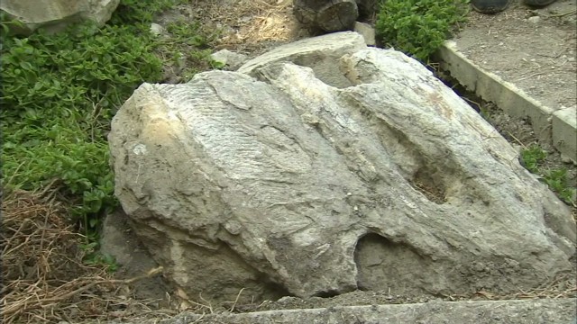 Rare whale fossil recovered - CNN Video Rare whale fossil recovered - CNN Video