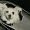 The amazing true story of Soviet astronaut dogs - CNN
