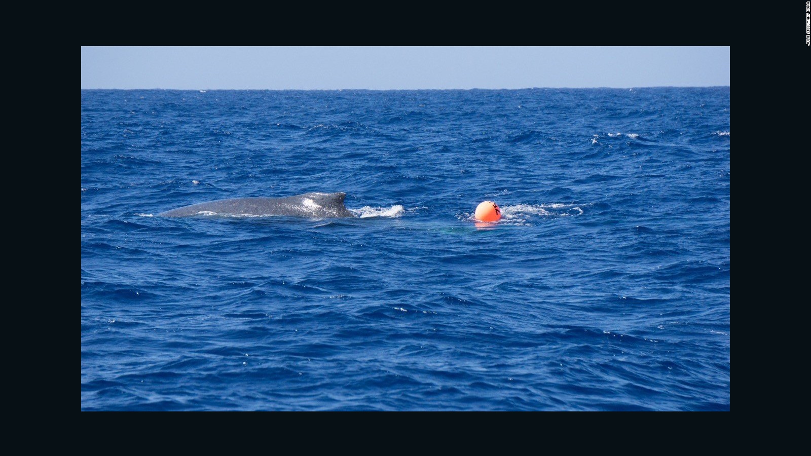 Humpback whale tangled up in synthetic line off Hawaii - CNN