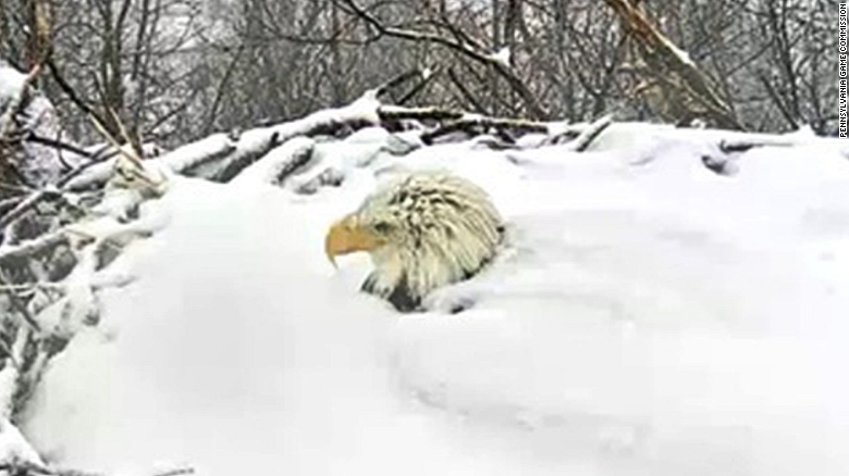 Eagle covered in snow while protecting eggs - CNN Video