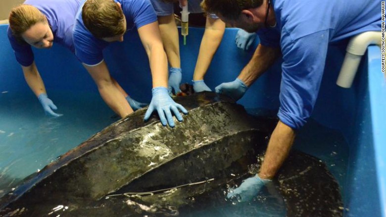 Rare 475-pound sea turtle rescued - CNN