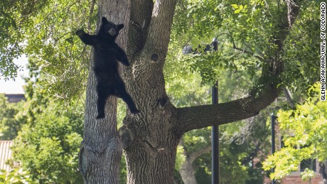 Tranquilized bear falls from tree in Colorado - CNN