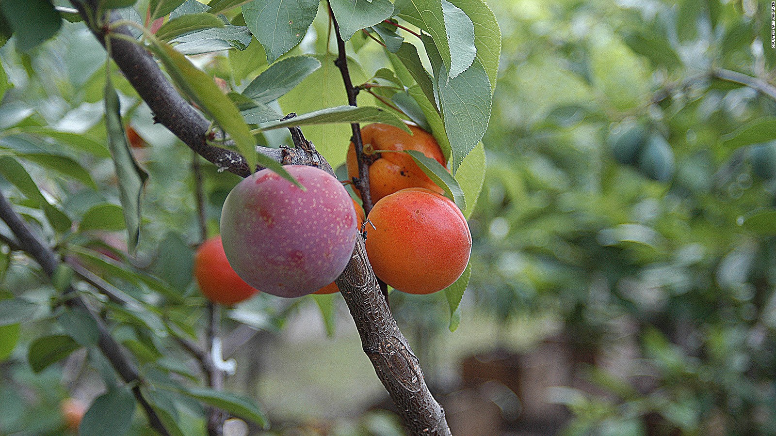 Growing 40 types of fruit on one tree - CNN