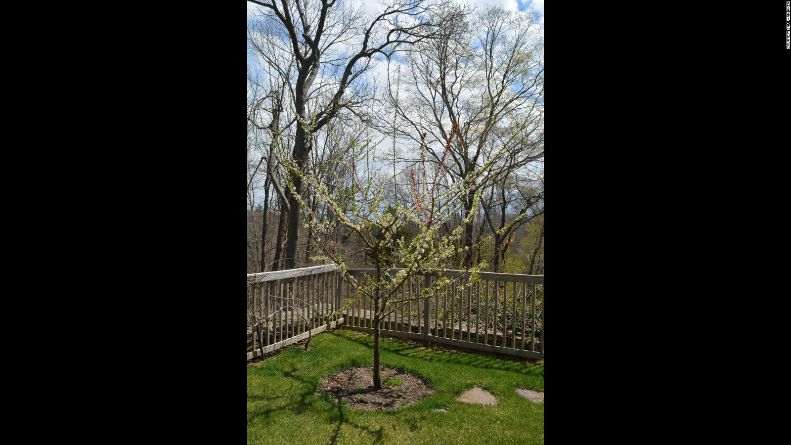 Growing 40 types of fruit on one tree - CNN