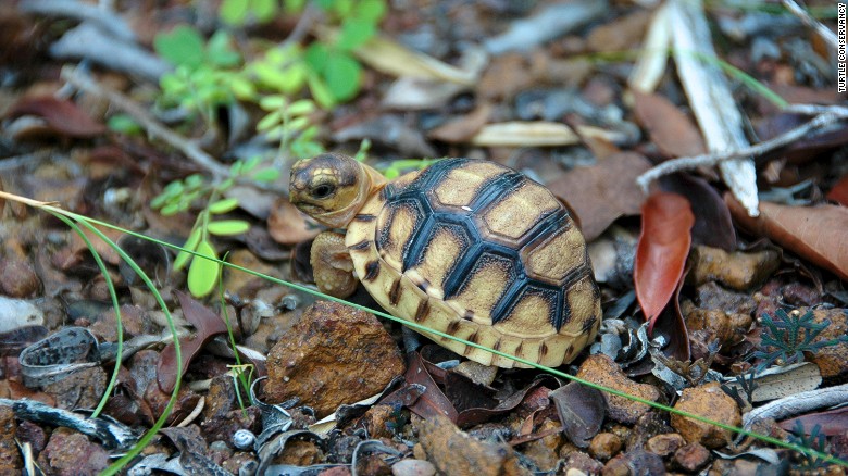 Why are environmentalists putting graffiti on tortoises? - CNN