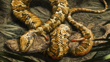 About 500 hibernating snakes found at construction site - CNN Video