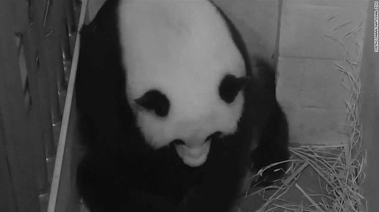 Panda Gets Frisky Breaks Record Cnn Video