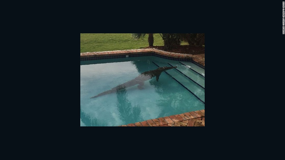 Florida homeowner finds crocodile taking a dip in his pool - CNN