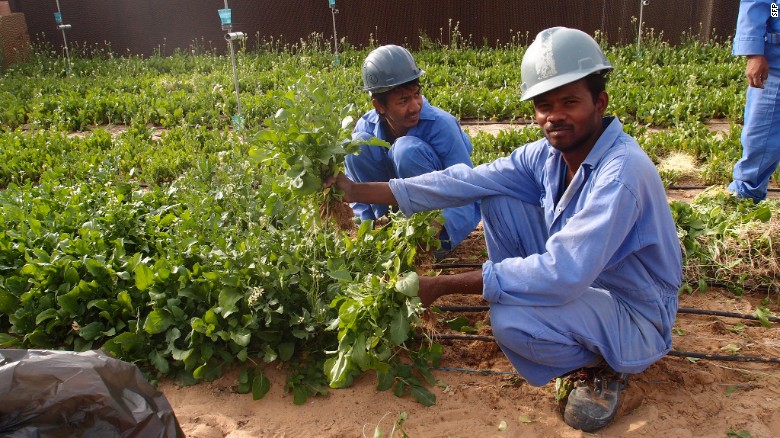 How to grow vegetables in the Sahara Desert - CNN