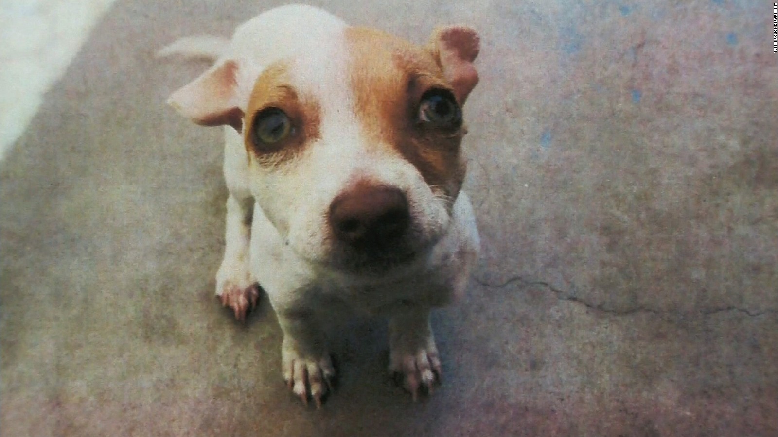 Dog tests positive for meth, heroin - CNN
