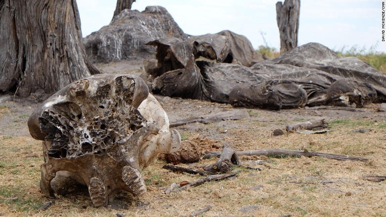 New elephant study shows catastrophic decline in Africa - CNN