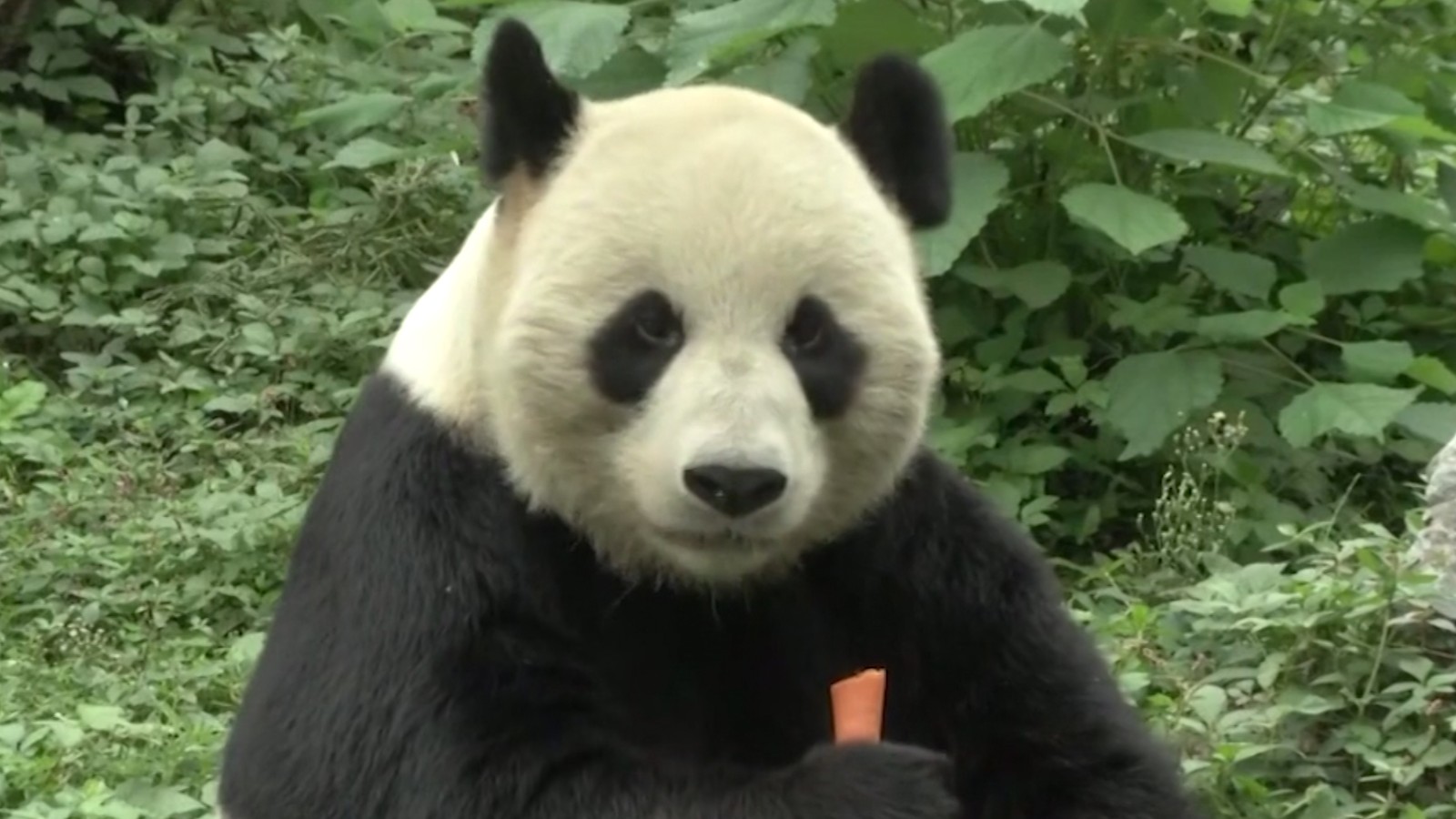Panda wrestles man to the ground at China zoo - CNN Video