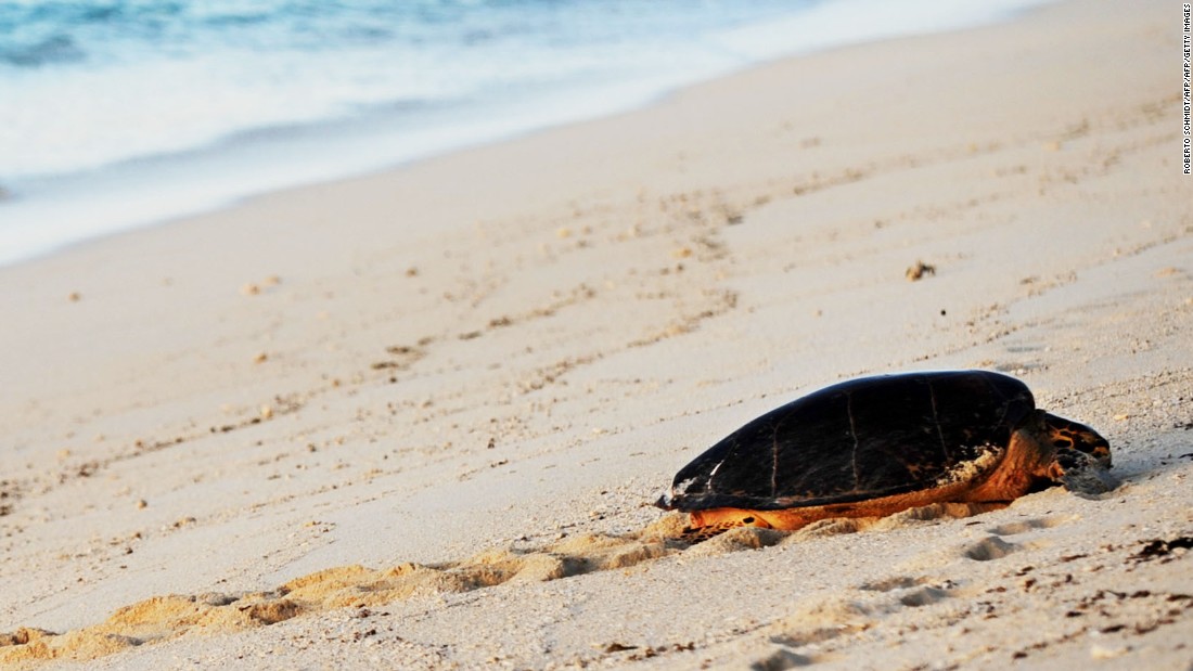 The teacher protecting sea turtles in the Seychelles - CNN