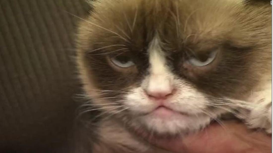 Grumpy Cat The Grouchy Faced Furball Is Dead Cnn Video