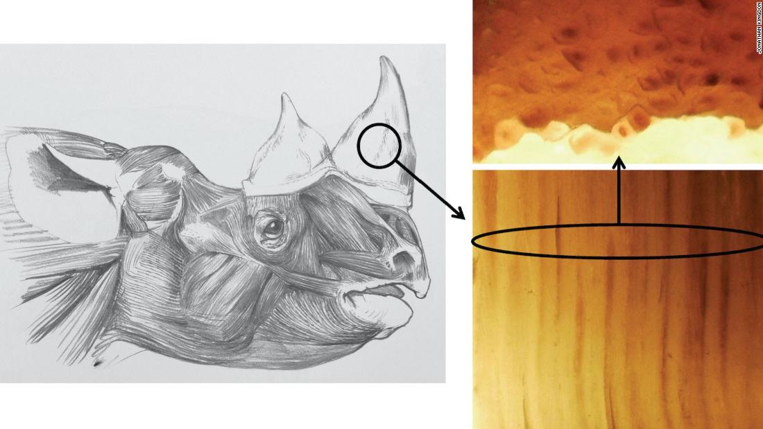 Scientists create horse hair horn in bid to save rhino - CNN Scientists create horse hair horn in bid to save rhino - CNN