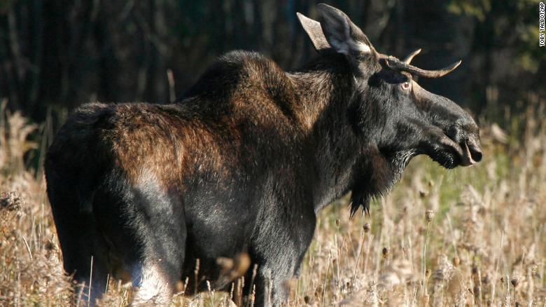 A moose in Vermont was found with 90,000 ticks on its body - CNN A moose in Vermont was found with 90,000 ticks on its body - CNN
