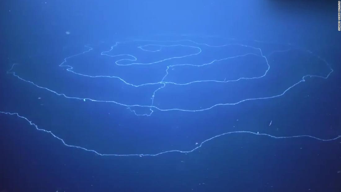Scientists discover massive, deep-sea 'silly string' creature - CNN Video Scientists discover massive, deep-sea 'silly string' creature - CNN Video
