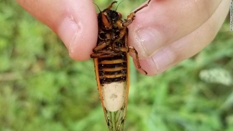 'Zombie cicadas' under the influence of a mind controlling fungus have ... 'Zombie cicadas' under the influence of a mind controlling fungus have ...