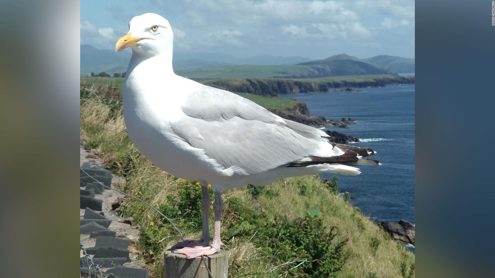 Seabird poop is worth millions, say scientists trying to save the birds ... Seabird poop is worth millions, say scientists trying to save the birds ...