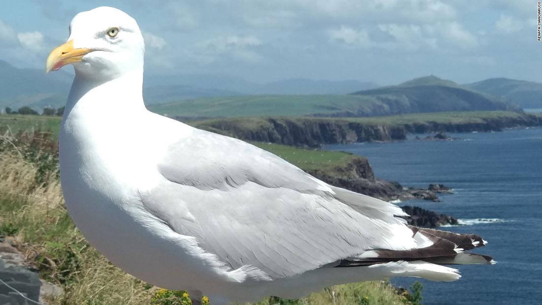 Seabird poop is worth millions, say scientists trying to save the birds ... Seabird poop is worth millions, say scientists trying to save the birds ...