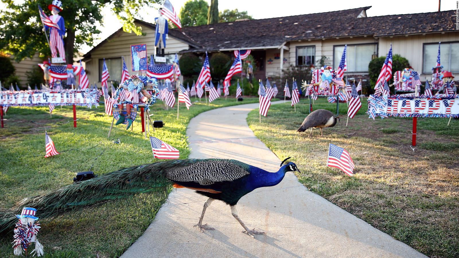 Peacock Problems La County Moves To Ban Feeding Of Brightly Colored