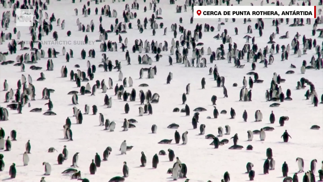 Científicos Advierten Que Los Pingüinos Emperador Podrían Ser Los
